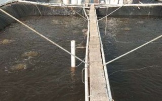 淡水虾养殖基地选址_淡水虾养殖基地如何建设