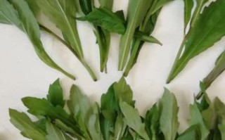 马兰头野菜图片_马兰头长什么样