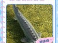 鲟鱼怎么去鳞_鲟鱼去鳞视频教程