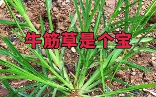 牛筋草的功效与作用_牛筋草能治疗哪些疾病