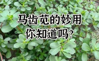 马齿苋怎么吃不酸_马齿苋去酸技巧