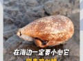 鸡心螺毒刺有多毒_被鸡心螺毒刺扎了怎么办
