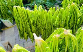 雪里蕻菜长什么样子_如何辨别新鲜雪里蕻