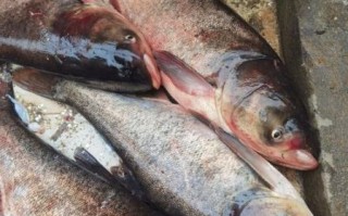 鲢鳙鱼多少钱一斤_鲢鳙鱼价格行情