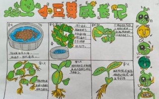 黄豆芽怎么发_家庭无土培育技巧