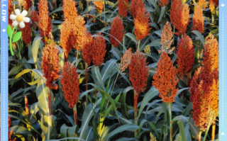 高粱图片_如何识别真假