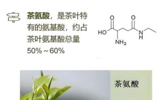 毛尖属于什么茶_毛尖茶的功效与作用