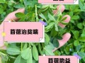 苜蓿草的功效与作用_苜蓿草怎么吃效果最好