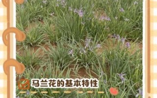 马兰花怎么养_马兰花什么时候开花