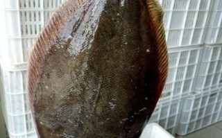 鸦片鱼是深海鱼吗_鸦片鱼生活在多少米深的海底