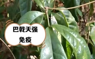 女人吃巴戟天的好处_巴戟天适合女人吃吗