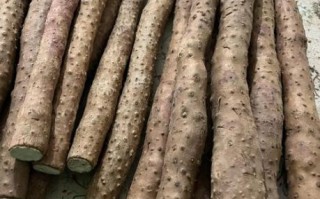 铁棍山药哪里正宗_温县垆土铁棍山药为什么好