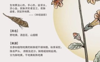 生地黄的功效与作用及食用方法_生地黄怎么吃最好