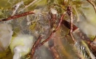 养肝草煲汤的做法大全_养肝草煲汤怎么做好喝