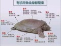 甲鱼的营养价值_吃甲鱼有哪些好处