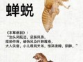 蝉蜕的功效与作用_蝉蜕能治哪些病