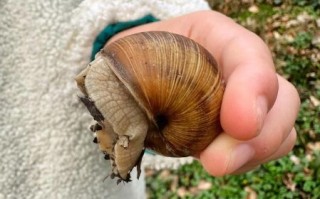 法国蜗牛多少钱一只_法国蜗牛价格表