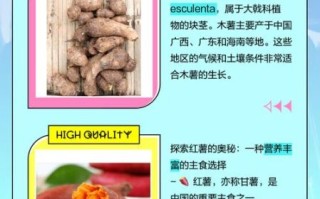 木薯图片长什么样_木薯和红薯区别图解