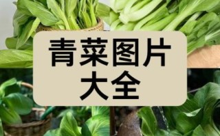 青菜种类大全_哪种青菜最营养