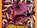 红菇多少钱一斤_红菇真假怎么辨别