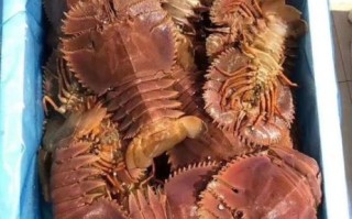 琵琶虾什么时候最肥_琵琶虾几月份最鲜美