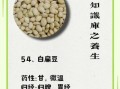 大白扁豆图片_大白扁豆的功效与作用