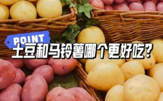 洋芋和土豆的区别_哪个是马铃薯