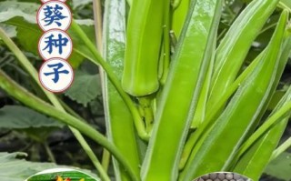 秋葵多少钱一斤_秋葵价格受哪些因素影响
