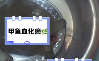 甲鱼血怎么吃最有营养_甲鱼血正确吃法