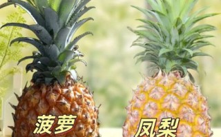 菠萝和凤梨有什么区别_凤梨是菠萝吗