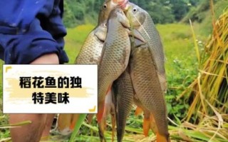 稻花鱼怎么养_稻花鱼养殖技术要点