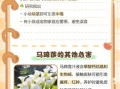 家里为什么不能养马蹄莲_马蹄莲有毒吗