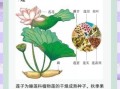 莲子有什么功效_莲子怎么吃最养人