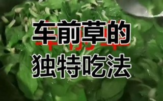 新鲜车前草怎么吃_车前草的家常做法大全