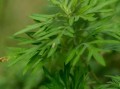 野艾蒿图片_如何辨别野艾蒿与艾草