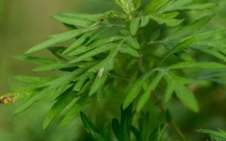 野艾蒿图片_如何辨别野艾蒿与艾草