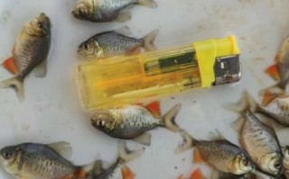 淡水白鲳鱼价格多少钱一斤_淡水白鲳鱼批发价最新行情