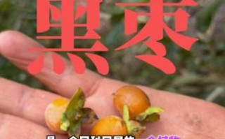 黑枣树长什么样_黑枣树果实特征