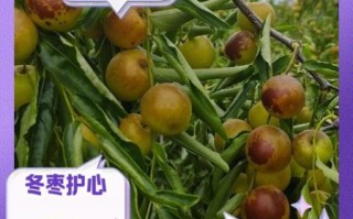 冬枣的营养价值_冬枣的功效与作用