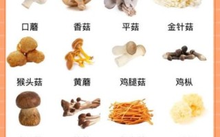 蘑菇的营养价值及功效_蘑菇怎么吃最营养