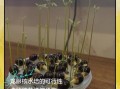 龙眼核能种出盆栽吗_龙眼核盆栽多久发芽