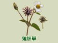 鬼针草降血压有效吗_鬼针草降血压怎么用