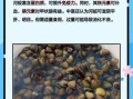 河蚬怎么养_河蚬养殖技巧