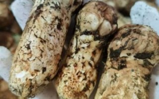 新鲜松茸多少钱一斤_2024最新价格行情