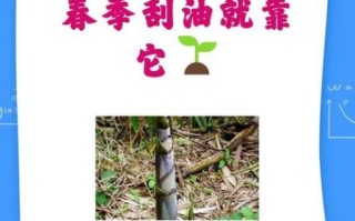 鲜竹笋有什么营养价值_鲜竹笋热量高吗