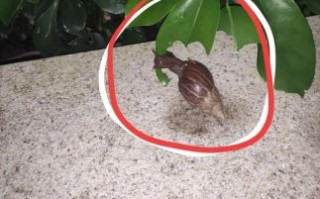 蜗牛吃什么叶子_蜗牛不能吃哪些叶子