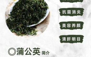 蒲公英的功效与作用及禁忌_哪些人不能吃蒲公英