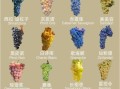 酿葡萄酒用什么葡萄最好_家庭自酿选哪种品种