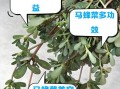 马蜂菜什么人不能吃_马蜂菜禁忌有哪些
