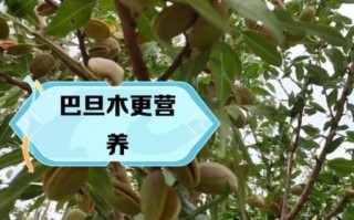 巴旦木和杏仁一样吗_区别与营养价值对比